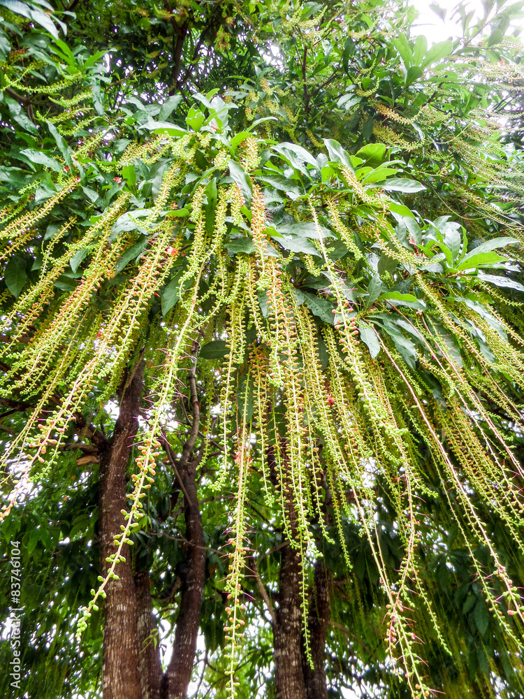 Indian Oak, Freshwater Mangrove, Barringtonia acutangula Stock Photo ...