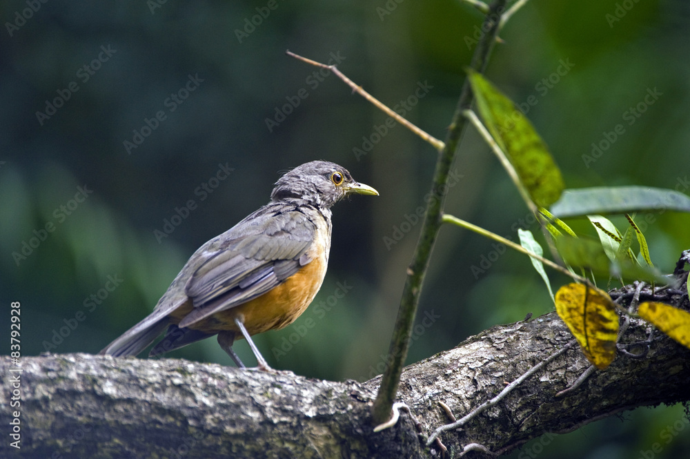 Sabiá-laranjeira, ave símbolo do Brasil Stock Photo | Adobe Stock