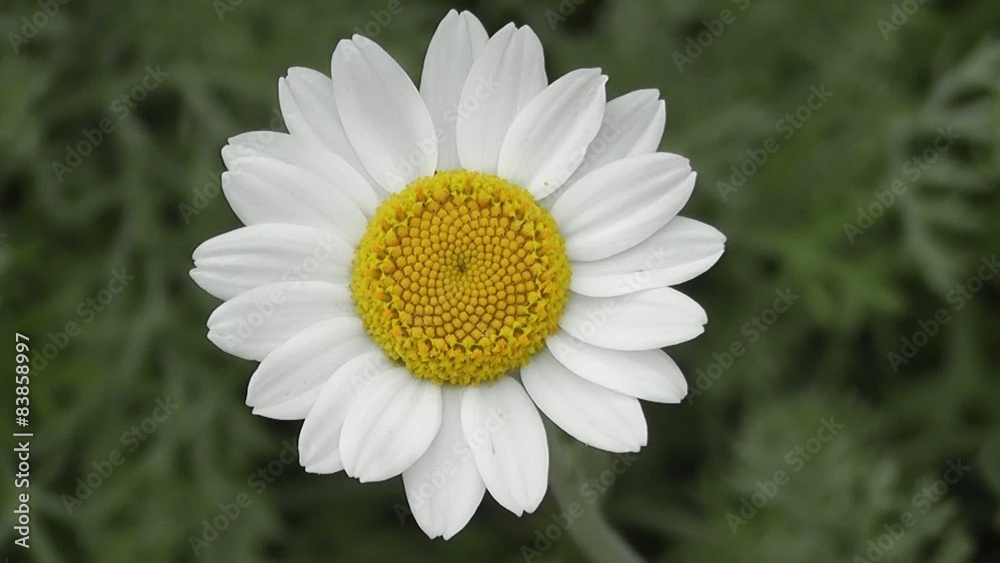 Daisy Flower with Fibonacci Spirals - Numbers, Phi, Golden Ratio 素材庫影片 ...