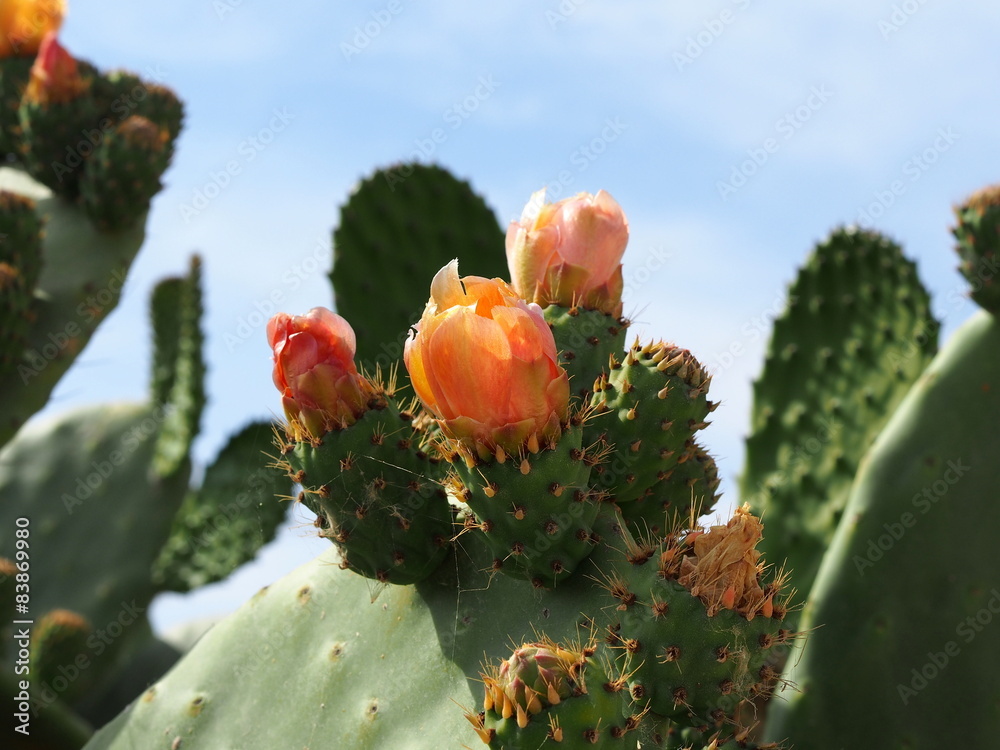 Foto Stock fiori di fico d'india | Adobe Stock