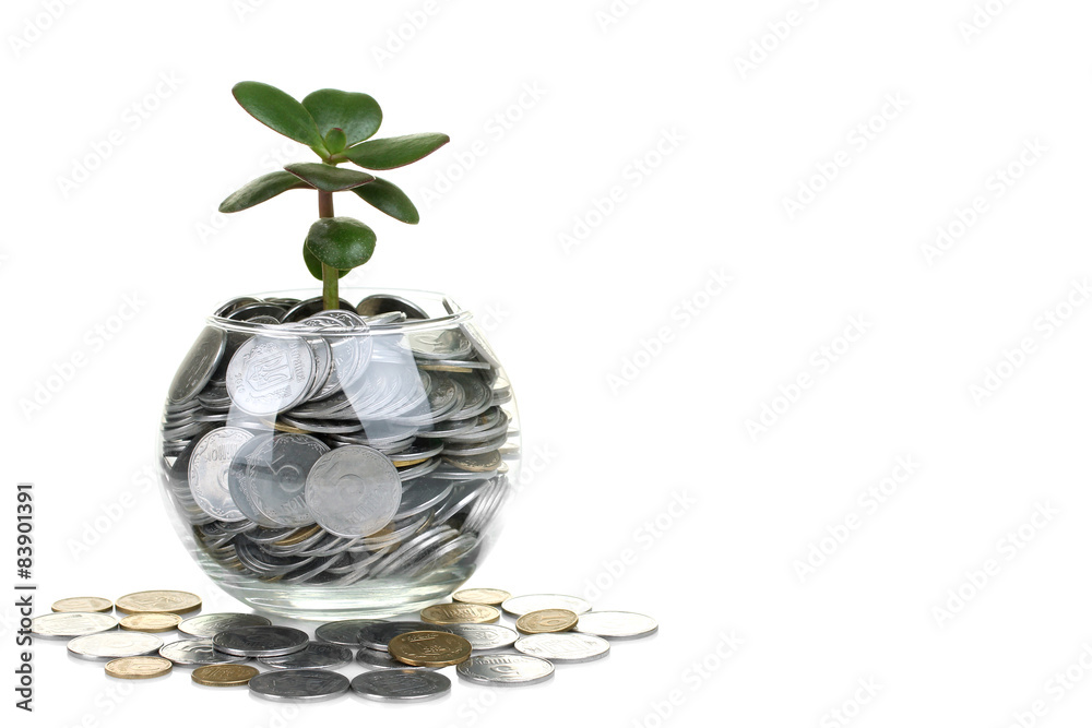 money tree sprout with coins Stock Photo | Adobe Stock