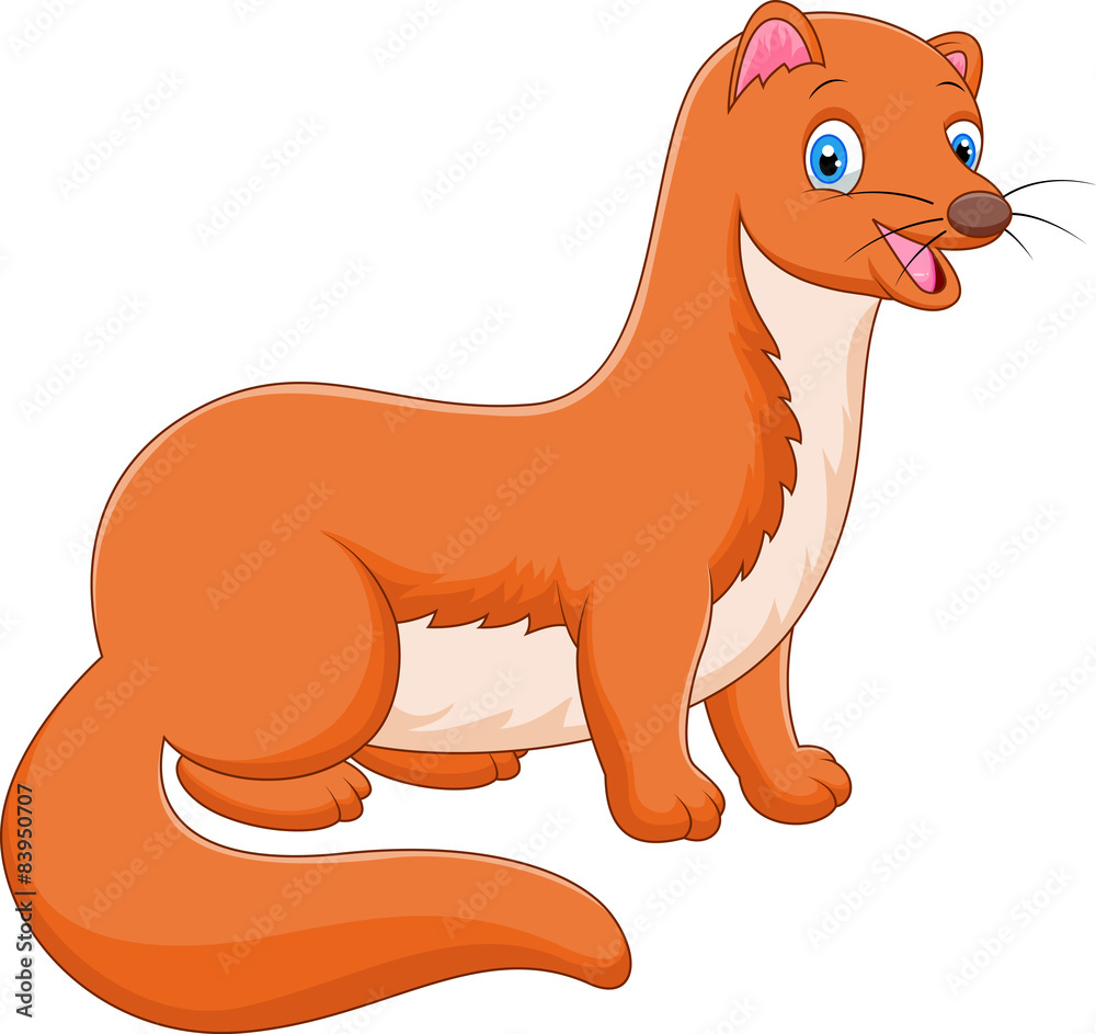 Weasel Illustration