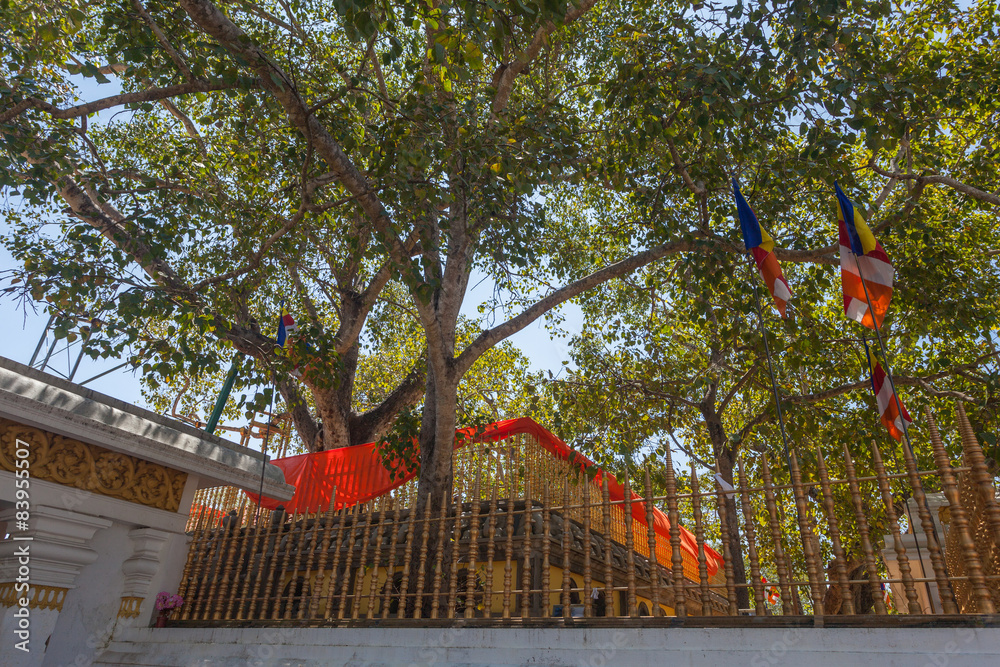 Temple of Sri Maha Bodhi the oldest planted tree, Anuradhapura Stock ...