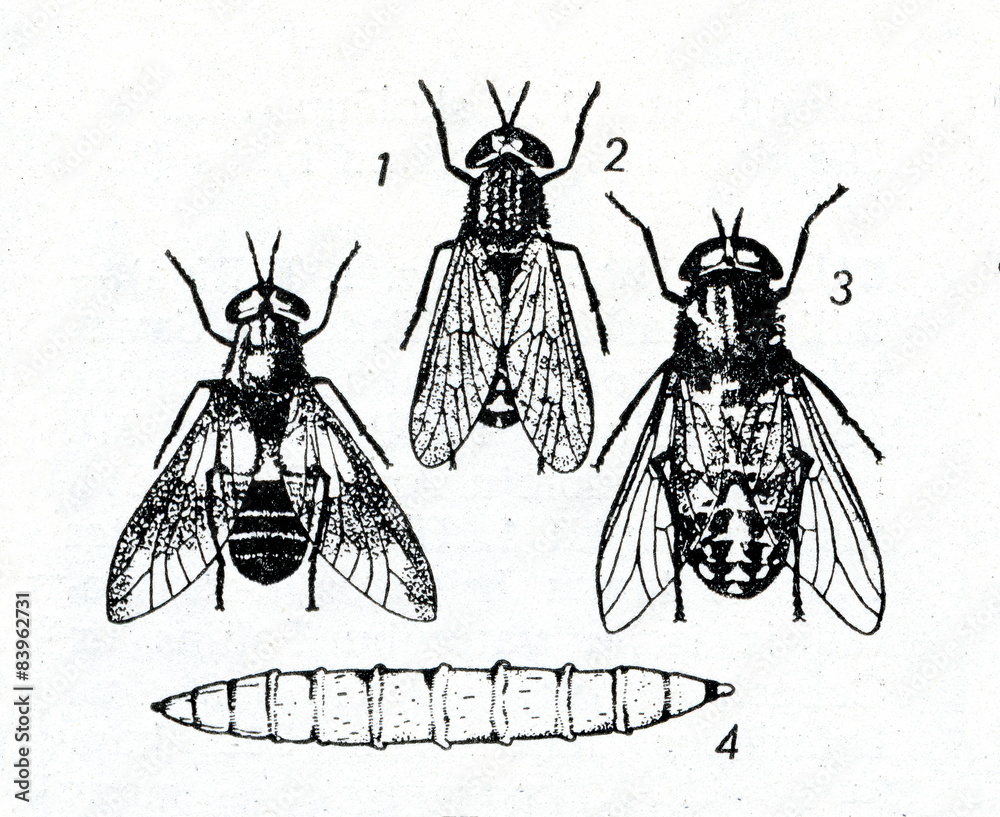 ภาพประกอบสต็อก Horse-flies: Haematopota 1, Chrysops 2, Tabanus 3 ภาพ ...