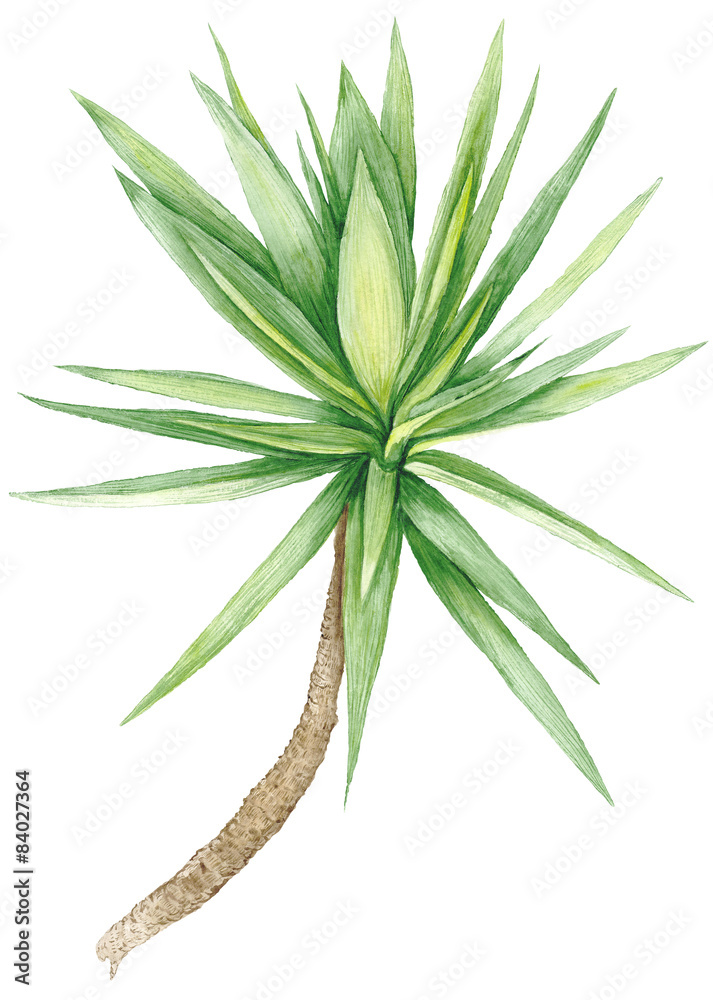 Watercolor Yucca Tree Stock Illustration | Adobe Stock