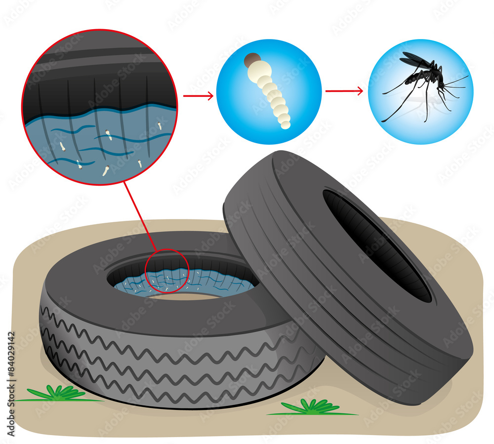 Nature, tires with stagnant water with fly breeding mosquitoes Stock ...