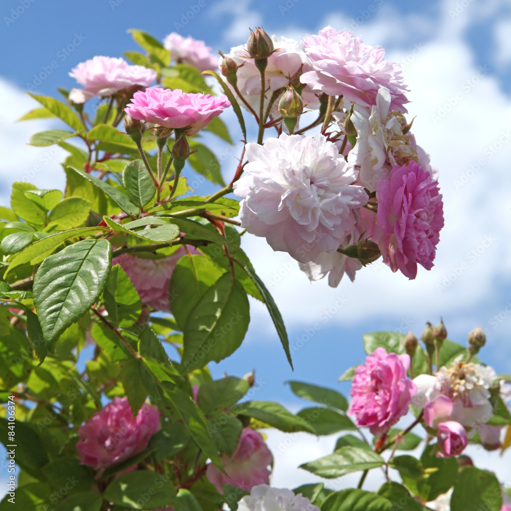 Rosier grimpant rose Stock Photo | Adobe Stock