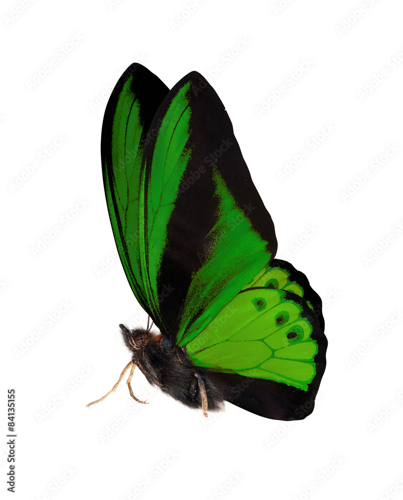 Butterfly Side