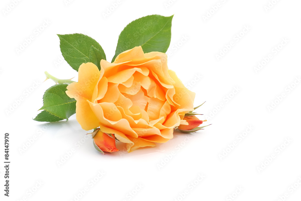 Rosen Stock-Foto | Adobe Stock