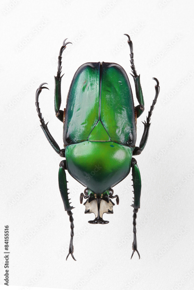 The mysterious world of insects 스톡 사진 | Adobe Stock