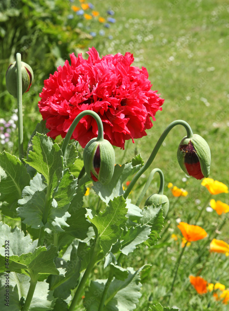 Pavot double à fleur de pivoine Photos | Adobe Stock