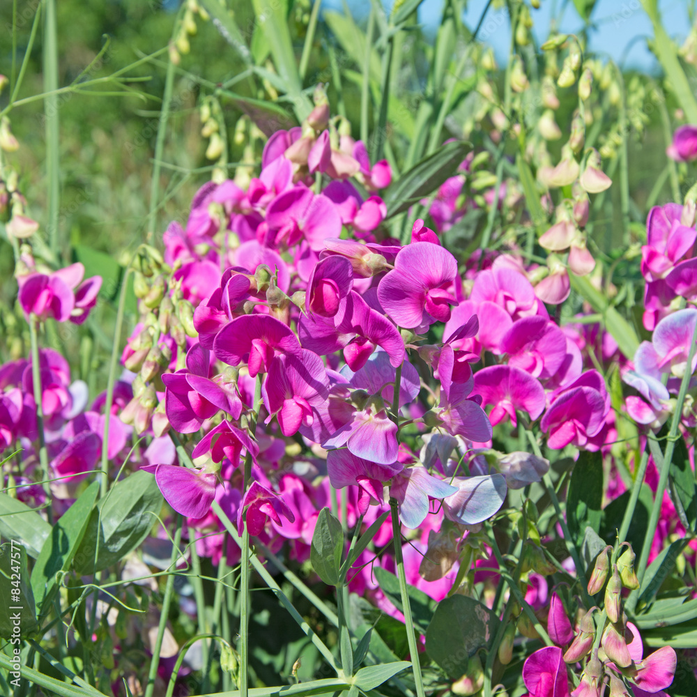 Wicken - Vicia Stock-Foto | Adobe Stock