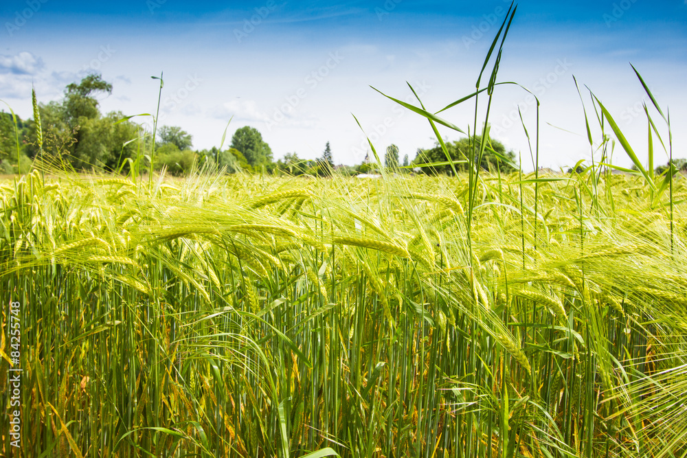 Weizenfeld Stock-Foto | Adobe Stock