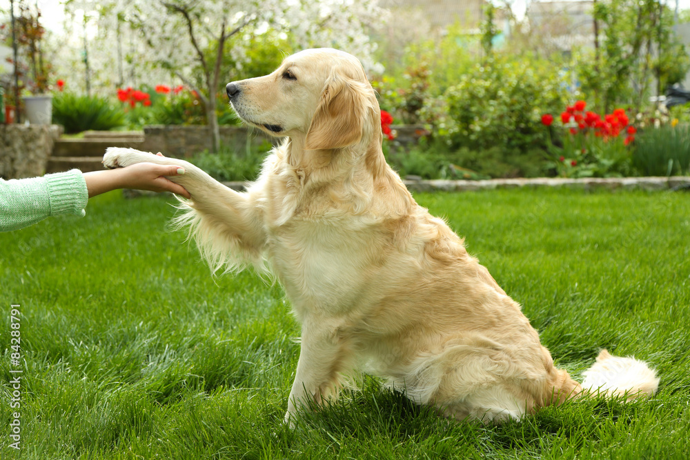 Dog paw and human hand doing a handshake, outdoors Stock Photo | Adobe ...