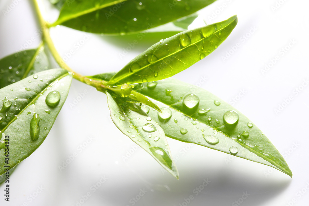 Tea tree (Thea sinensis). Stock Photo | Adobe Stock