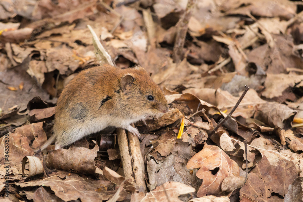 Wild Mice Stock-Foto | Adobe Stock