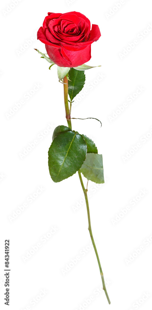 One Red Roses Pictures