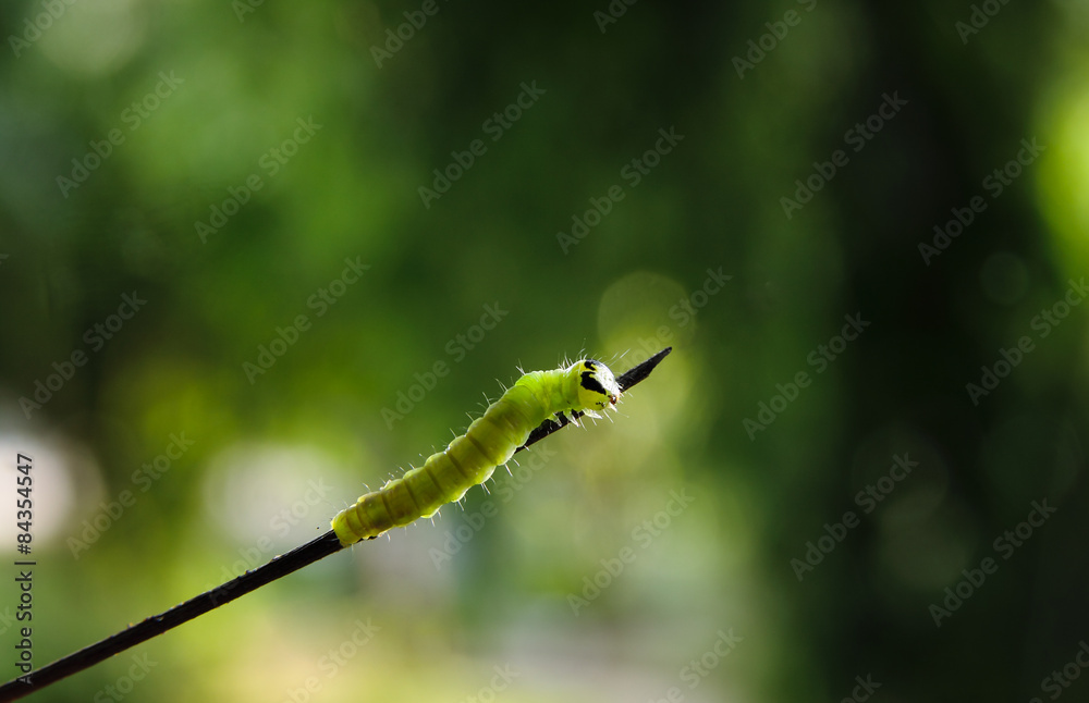 Worms, insect larvae complete life cycle Stock Photo | Adobe Stock