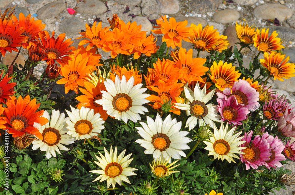 Poster Print Orange Gazania flower 40x26.7 cm