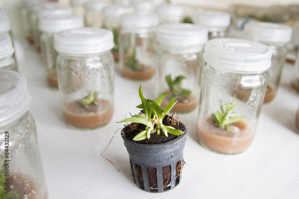 Plant Tissue Culture