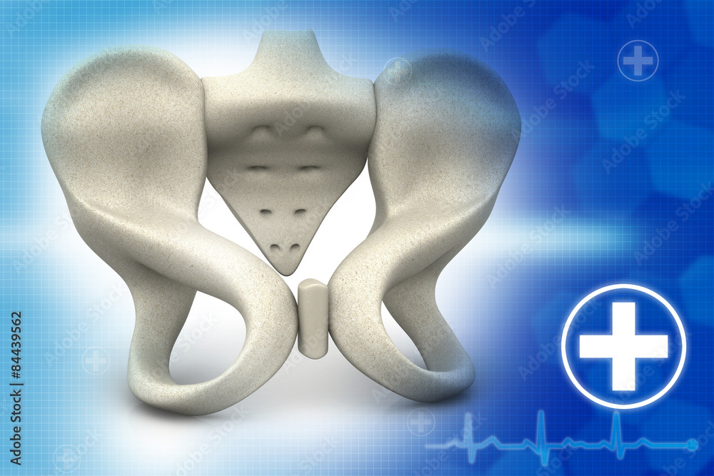 Human pelvis on medical background. Stock Illustration | Adobe Stock