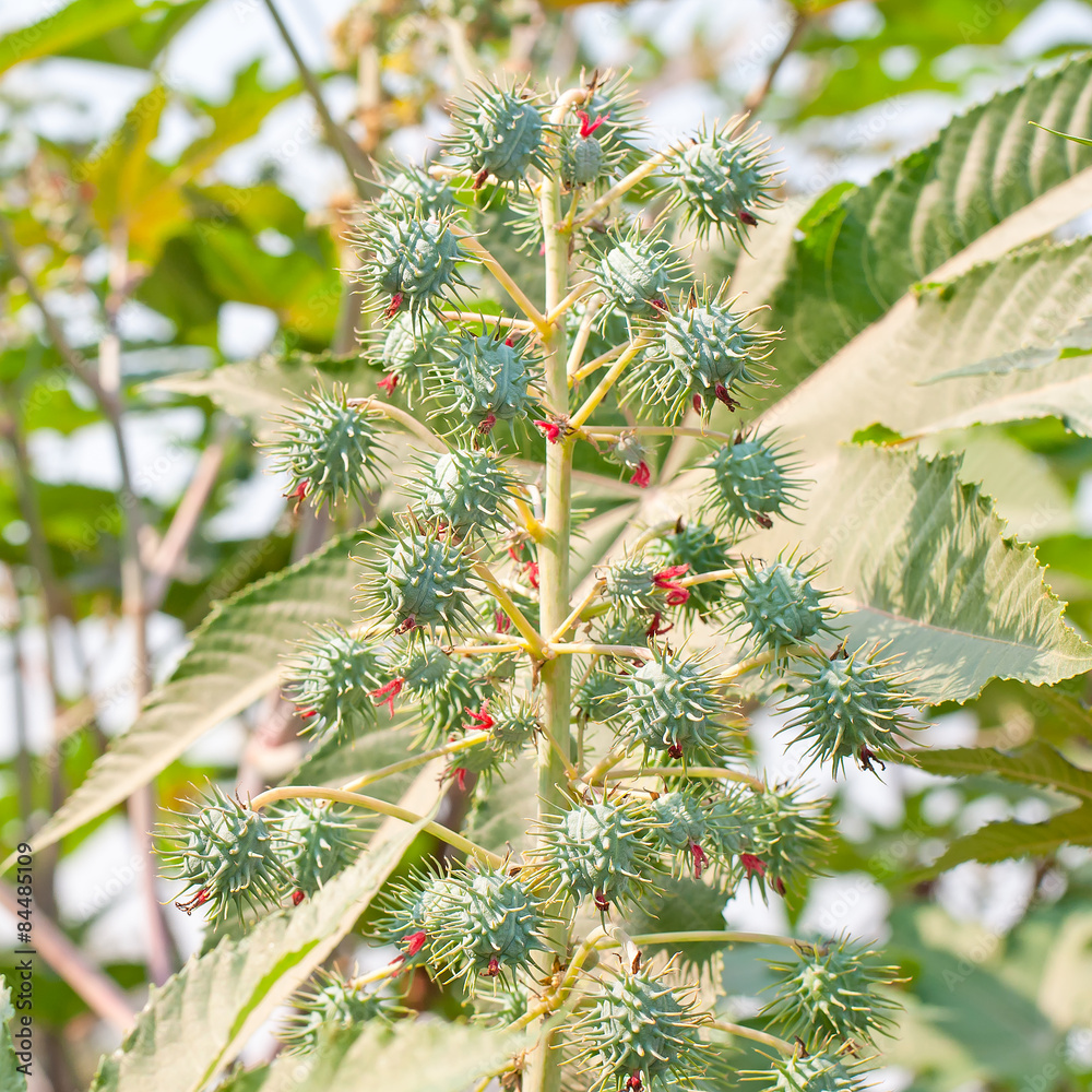 Biodiesel is produced from the seed pods of castor bean plants Stock ...