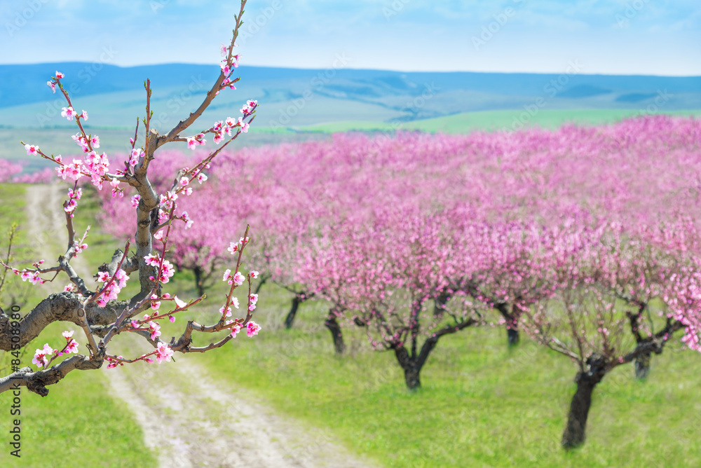 Blooming peach garden and branch - beautiful nature background Stock ...