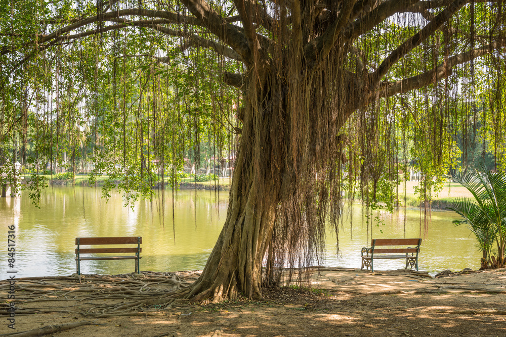 Banyan Tree Stock Photo | Adobe Stock