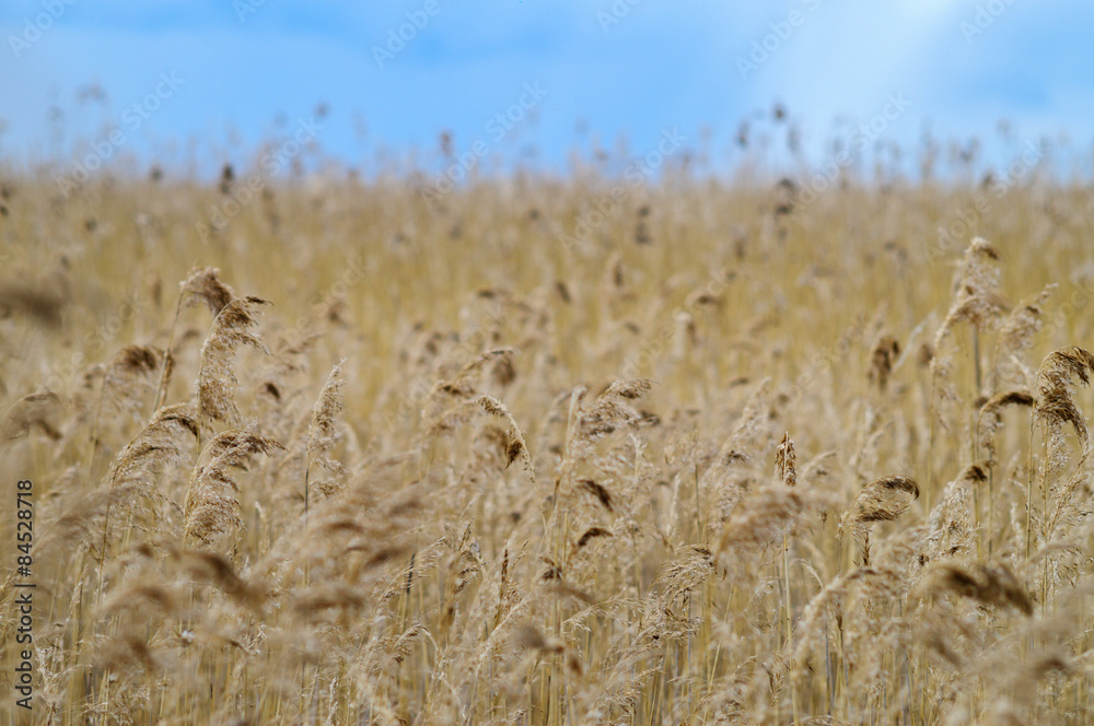 Reed grass field background under blue sky Stock Photo | Adobe Stock