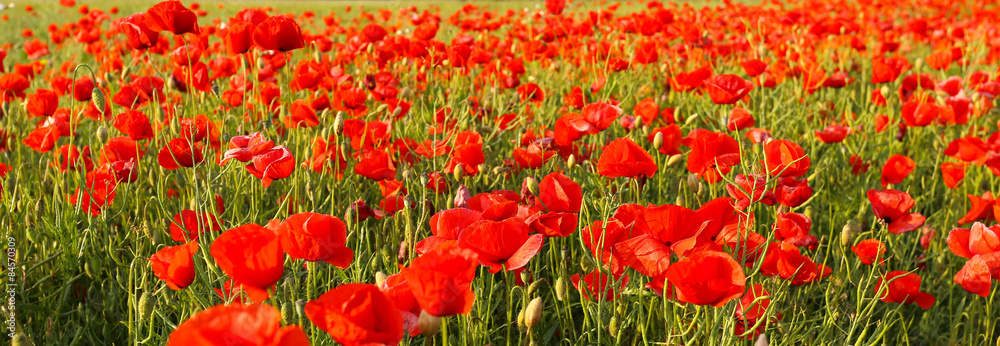 Mohnblumenfeld Stock-Foto | Adobe Stock