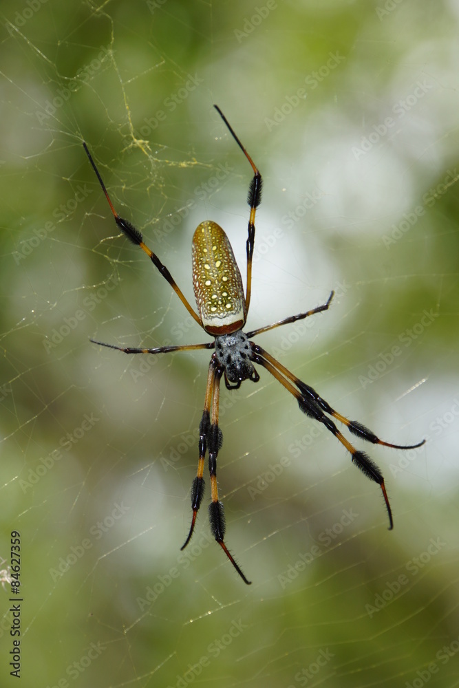 Nephila Clavipes
