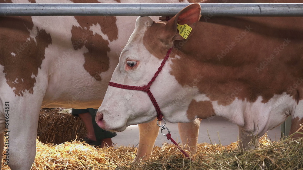 Red and White Holstein Cattle Cows Feeding on Animal Farm in Barn, This ...