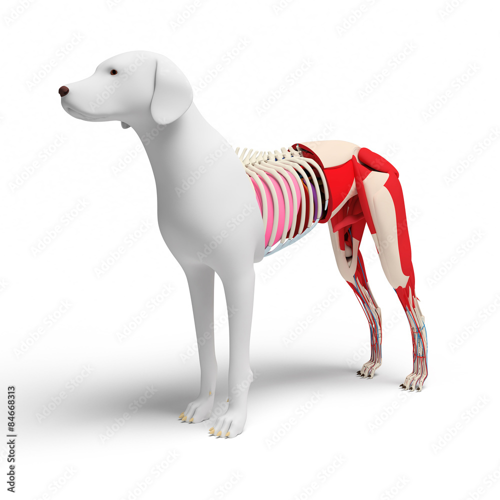 Dog Anatomy Cross-section - isolated on white Stock Illustration ...