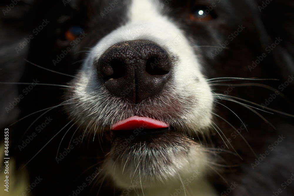 Border streckt Zunge raus Stock Photo | Adobe Stock