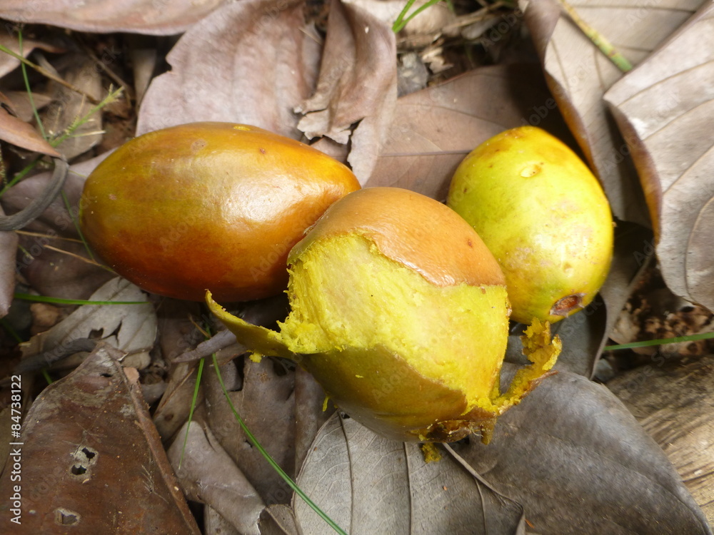 Poraqueiba sericea (Umarí) Icacinaceae family, in the amazon rainforest ...