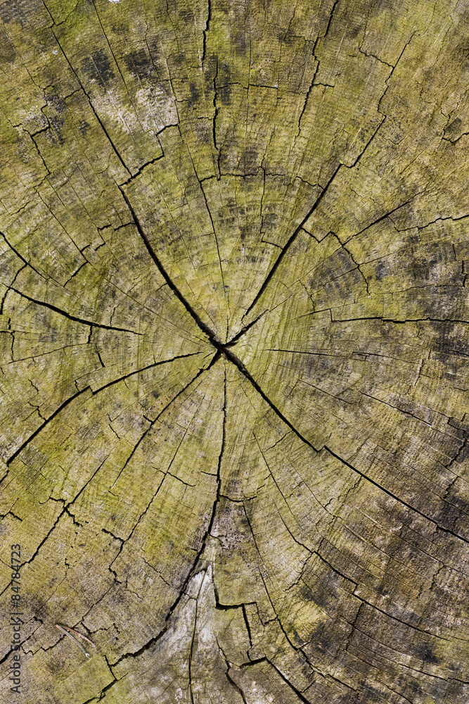 Extremely detailed cross section of a tree trunk, image suitable for ...