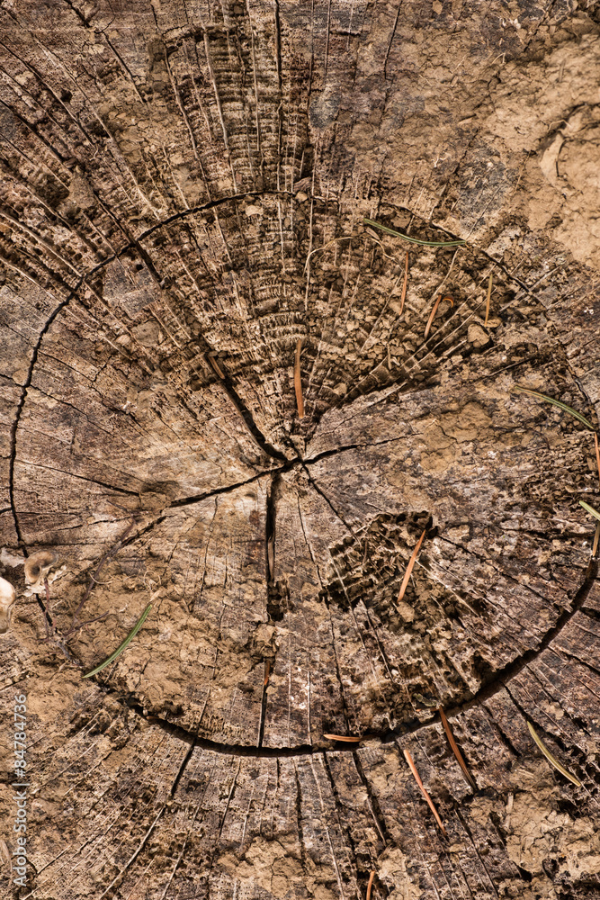 Extremely detailed cross section of a tree trunk, image suitable for ...