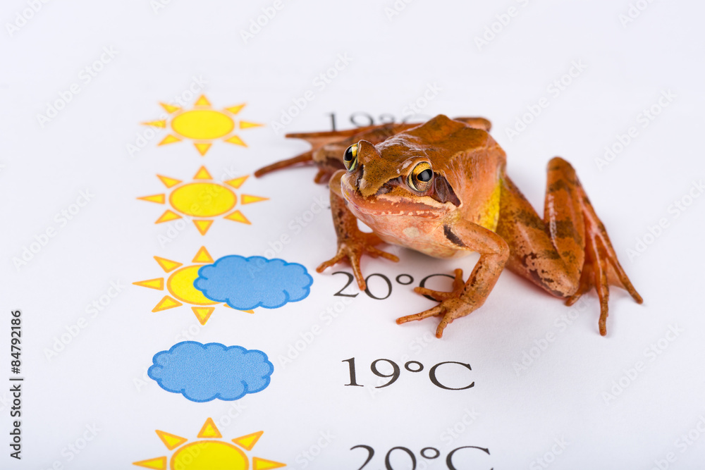 Frog as a weather prophet makes the weather forecast, Universal Version ...