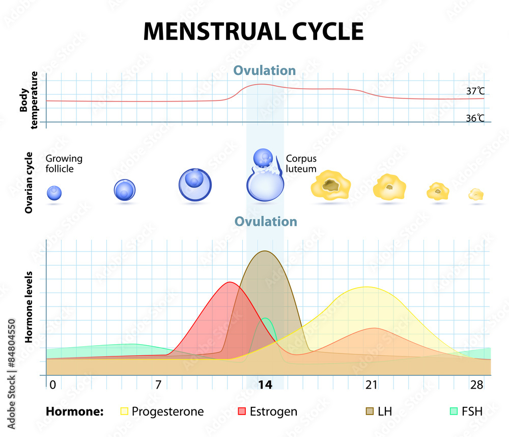 Poster Menstrual cycle – Wall Art | UkPosters