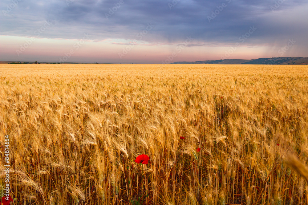 Foto Stock Paesaggio agreste:campo di grano con papavero,ITALIA(Puglia ...