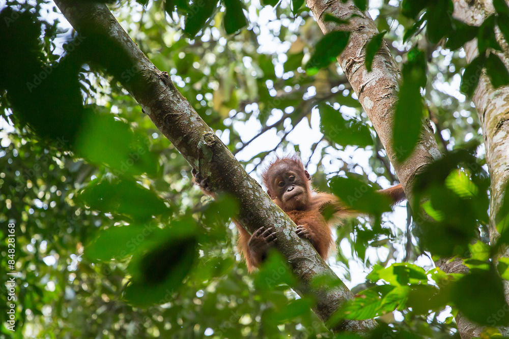 Cute baby hanging on a tree in Gunung Leuser National Park, Suma Stock ...