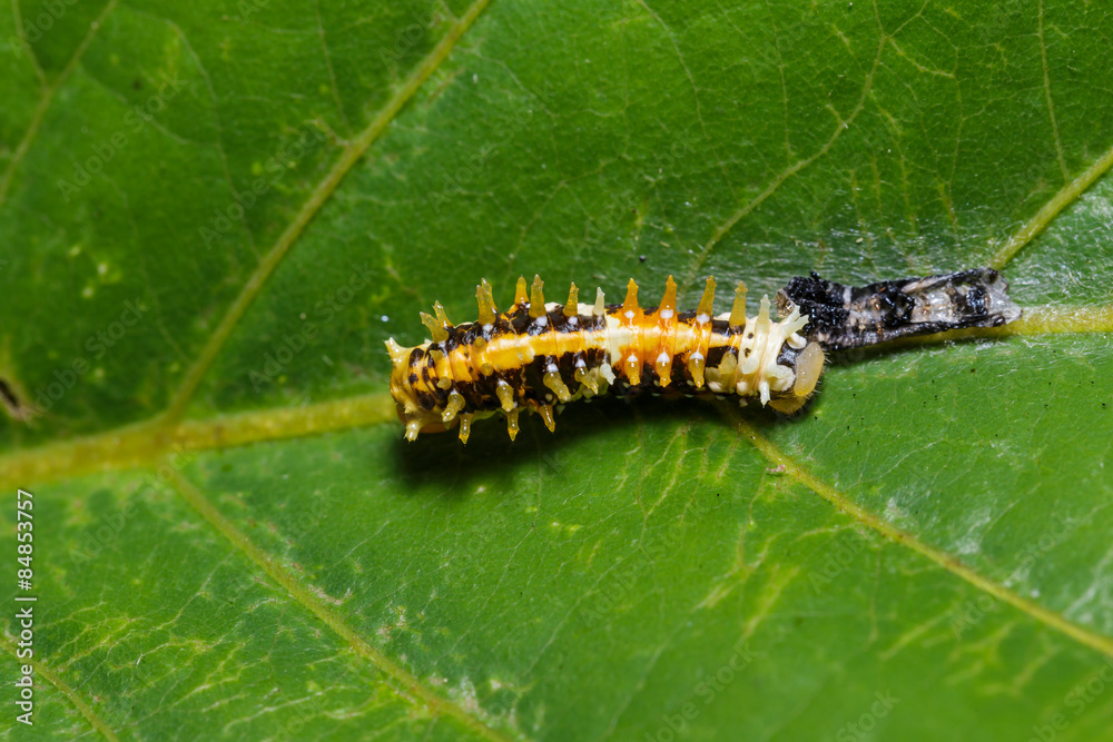 Molting skin caterpillar of common mime butterfly Stock Photo | Adobe Stock
