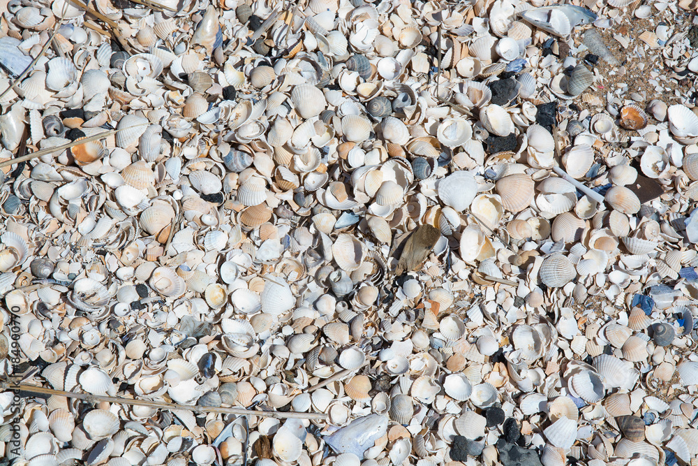 Seashells background with various seashells on beach in Falkenberg ...