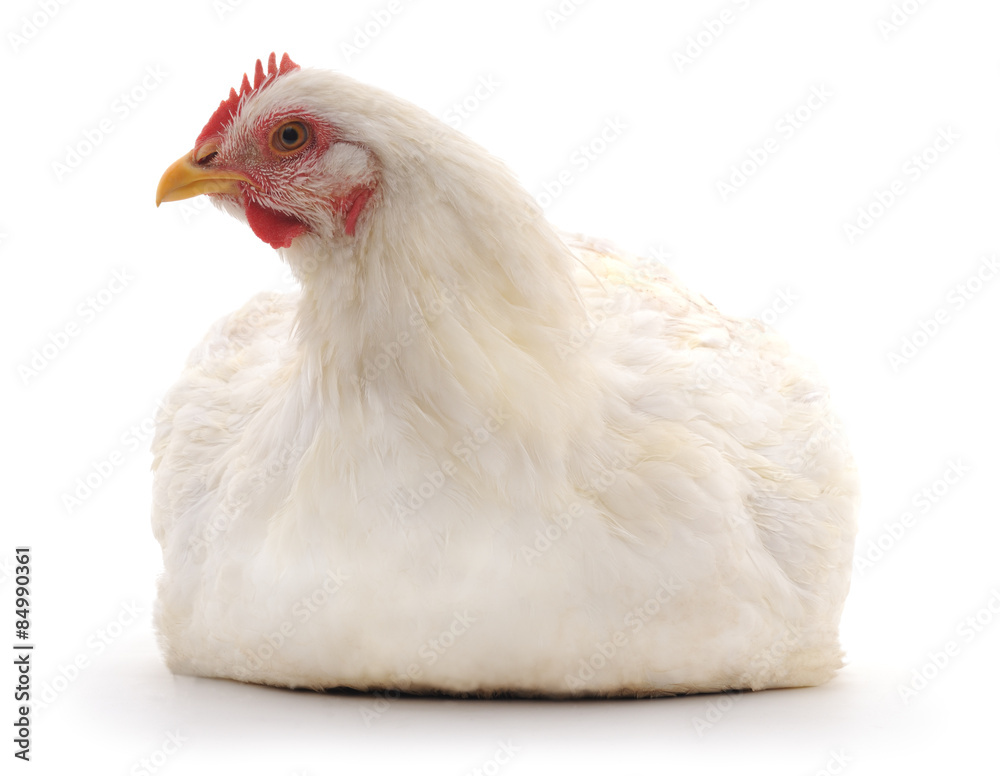 White hen. Stock Photo | Adobe Stock