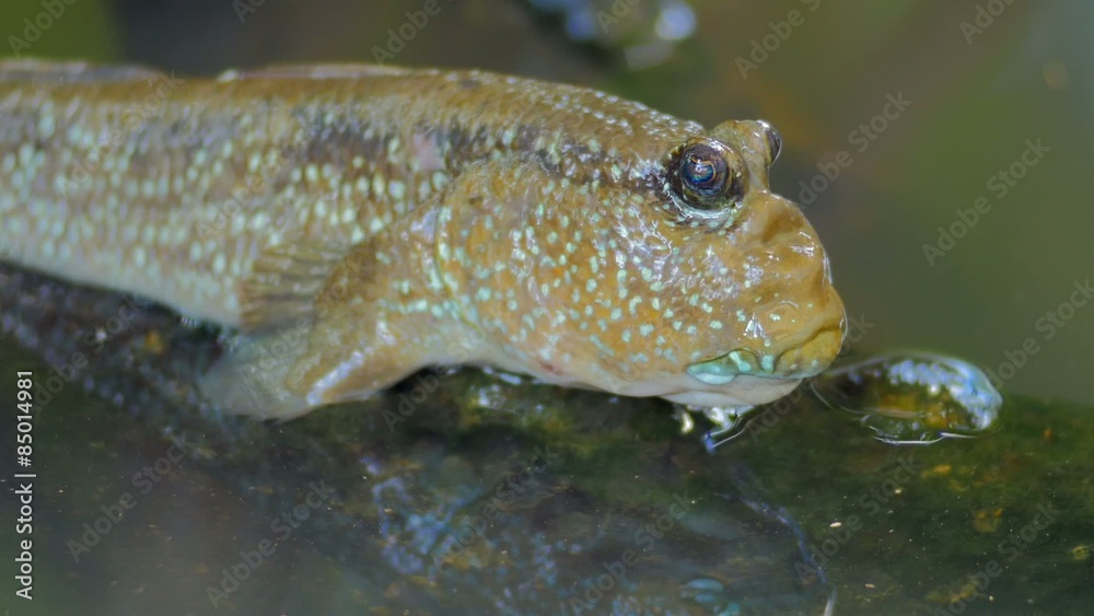 Cute and funny animal - Giant Mudskipper fish blinking in mangrove ...