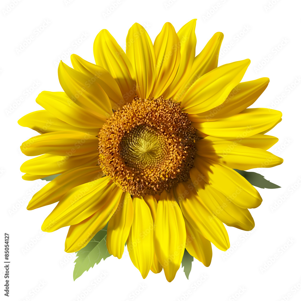 Sunflower.Realistic hand drawn vector image on white background. Stock ...