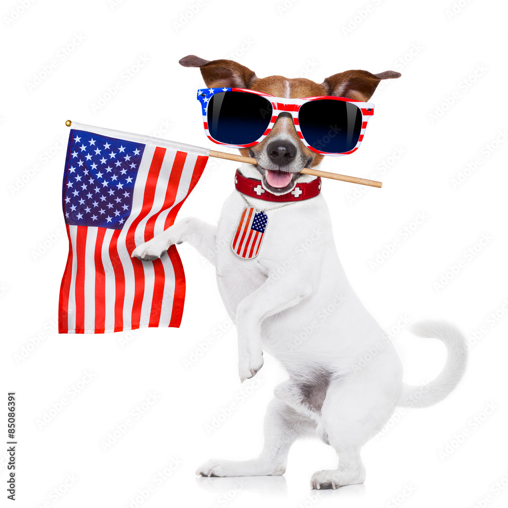 jack russell dog holding a flag of usa on independence day on 4th of ...