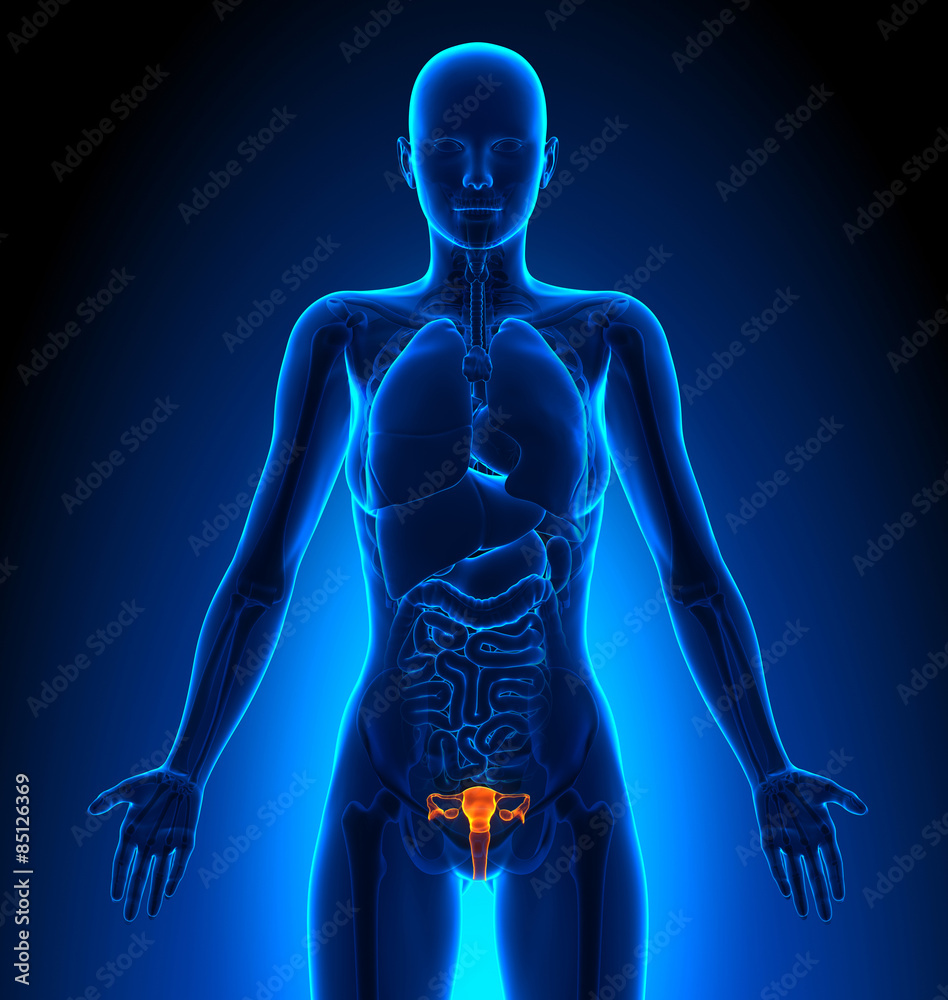 Reproductive system - Female Organs - Human Anatomy Stock Illustration ...