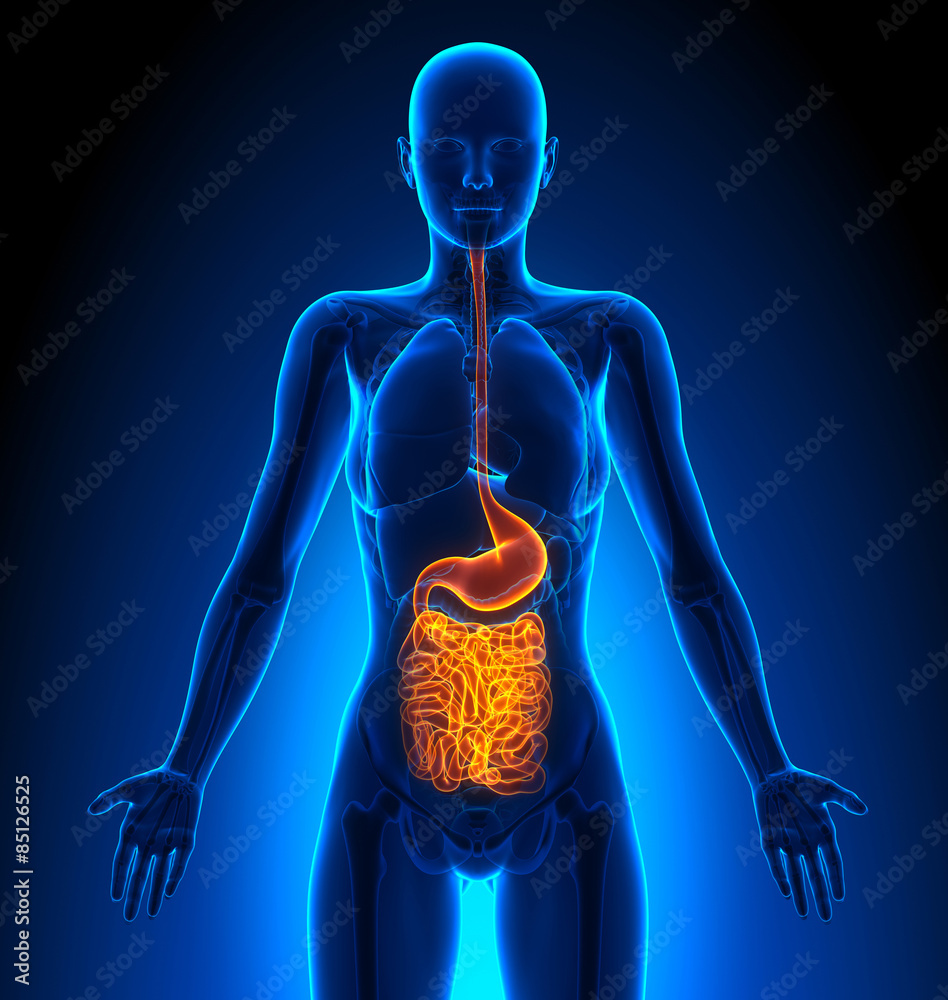 Guts - Female Organs - Human Anatomy Stock Illustration | Adobe Stock