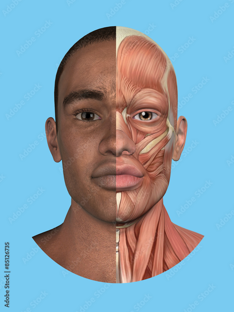 Anatomy split front view of face and major facial muscles of a man ...